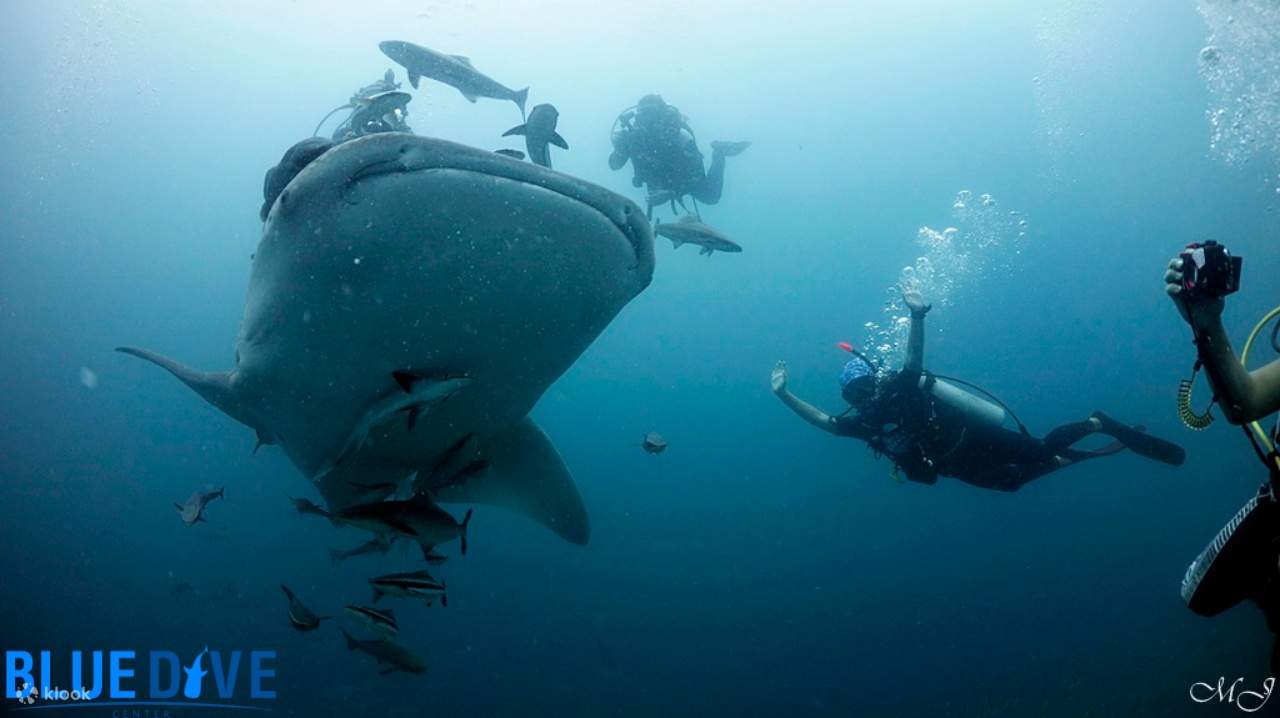 Full-Day Dive Trip in Phuket with 3 Dives | PADI 5 Star IDC Resort - Klook